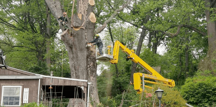 Tree Removal Services | Strobert Tree Services