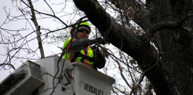 Pruning Services | Strobert Tree Services
