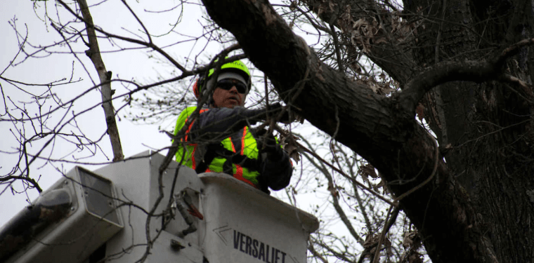 Pruning Services | Strobert Tree Services
