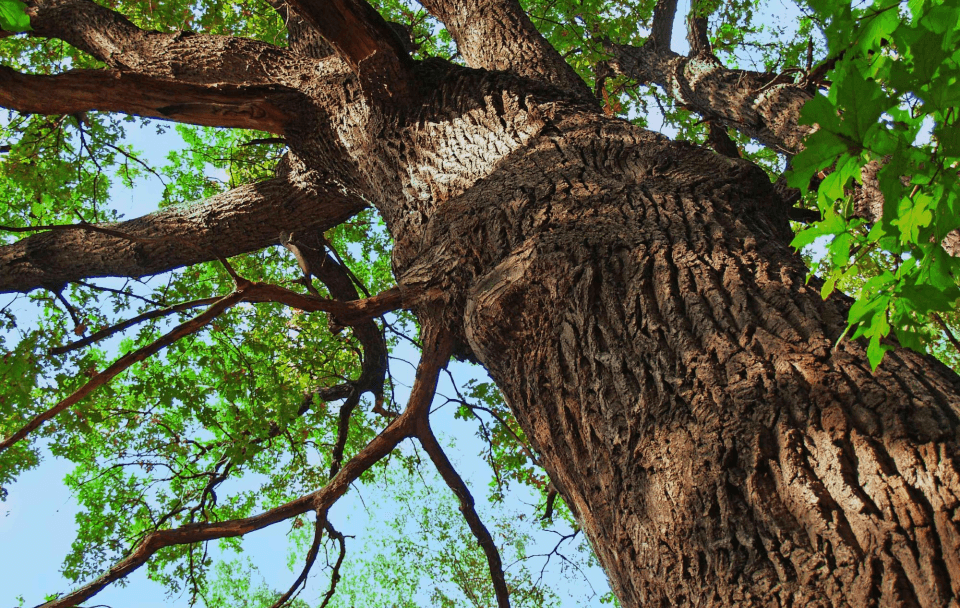 Tree Cabling Services | Strobert Tree Services