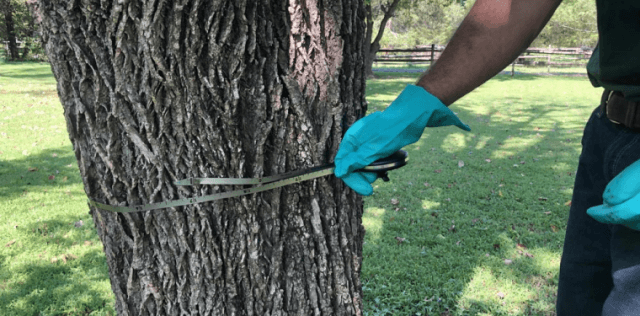 Plant Health Care | Strobert Tree Services