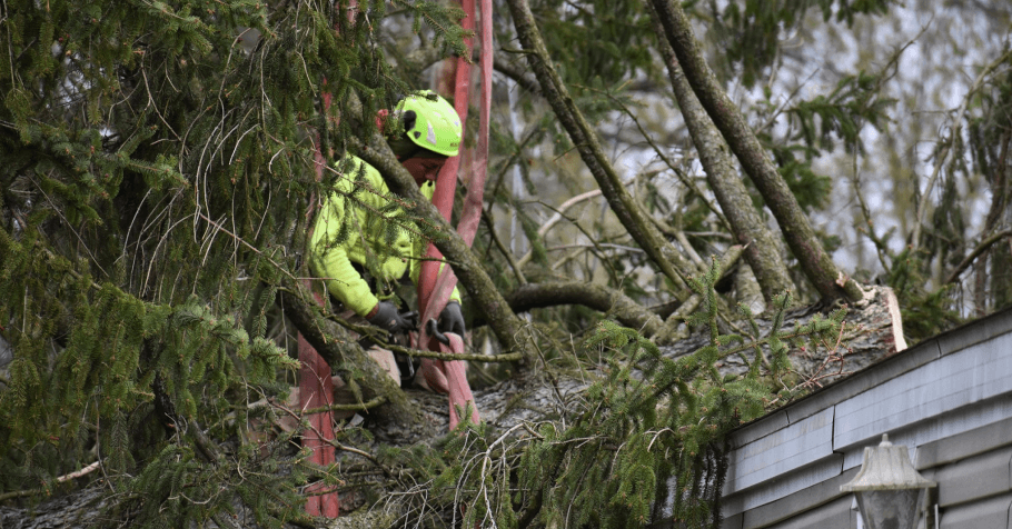 Wilmington, DE Tree Service - Emergency Tree Removal Plus