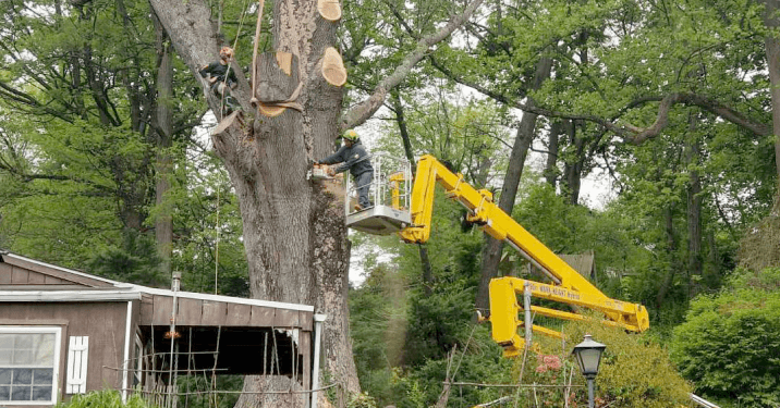 Blog | Strobert Tree Services