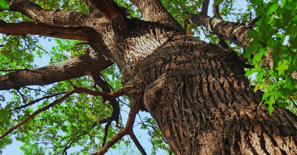 Contact | Strobert Tree Services