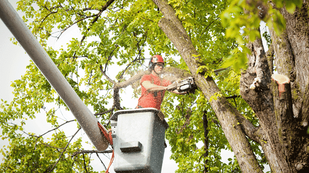 Tree Removal Services | Strobert Tree Services