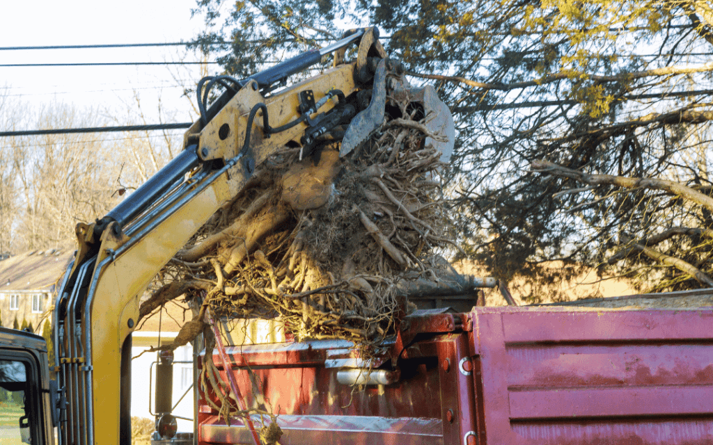 5 Clear Signs You Need Emergency Tree Removal Services | Strobert Tree Services