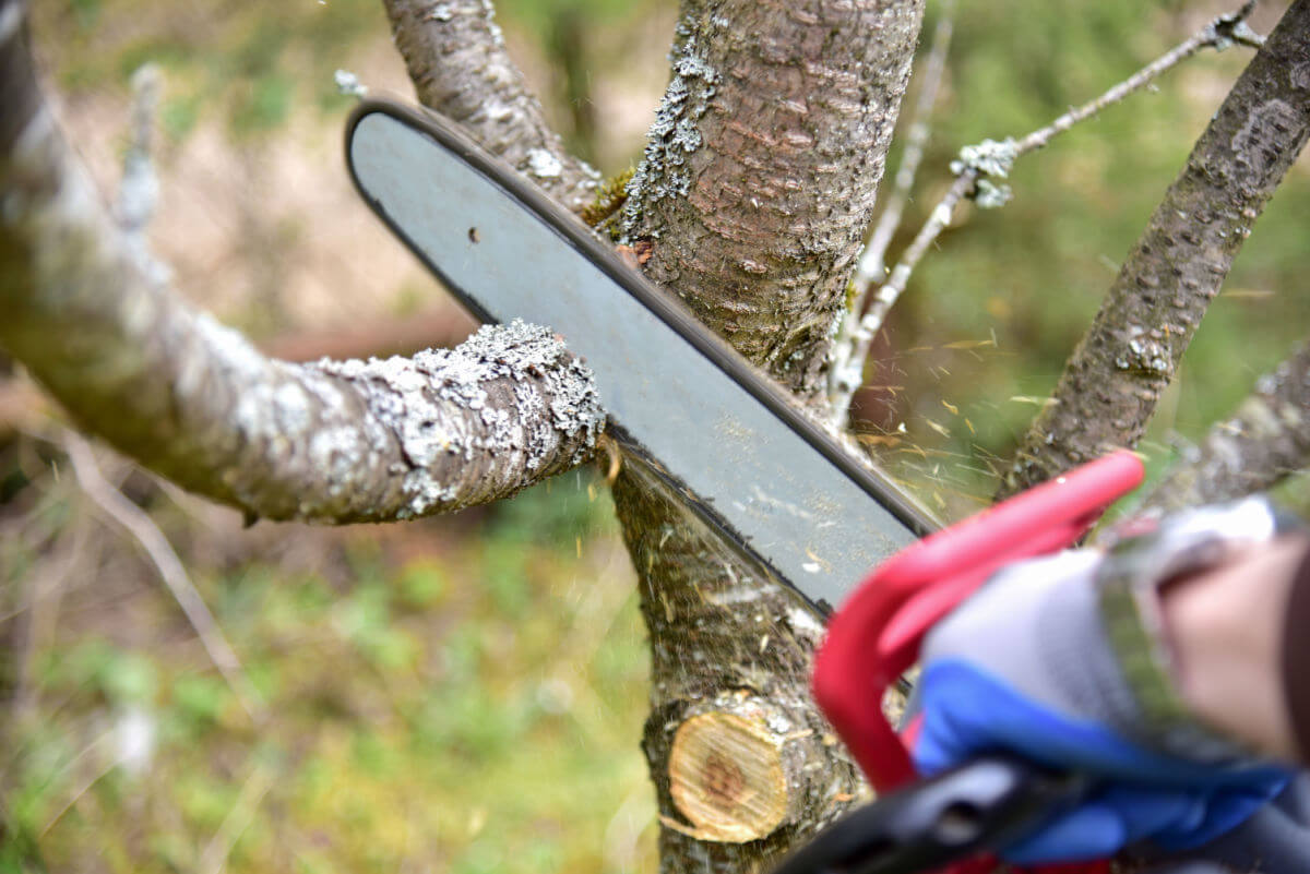 Pruning Services | Strobert Tree Services