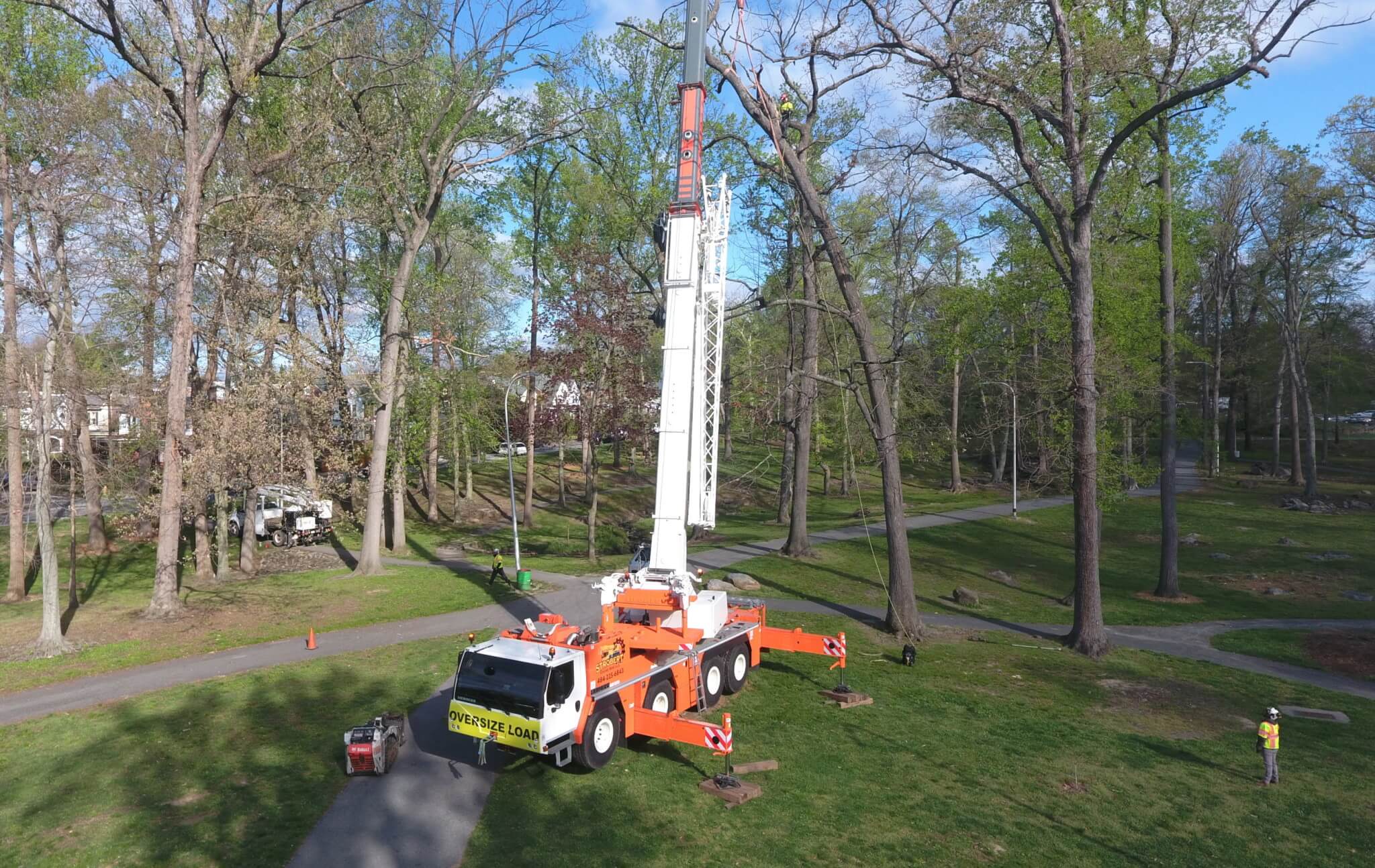 Tree Removal Services | Strobert Tree Services