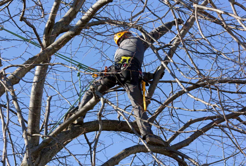 Pruning Services | Strobert Tree Services