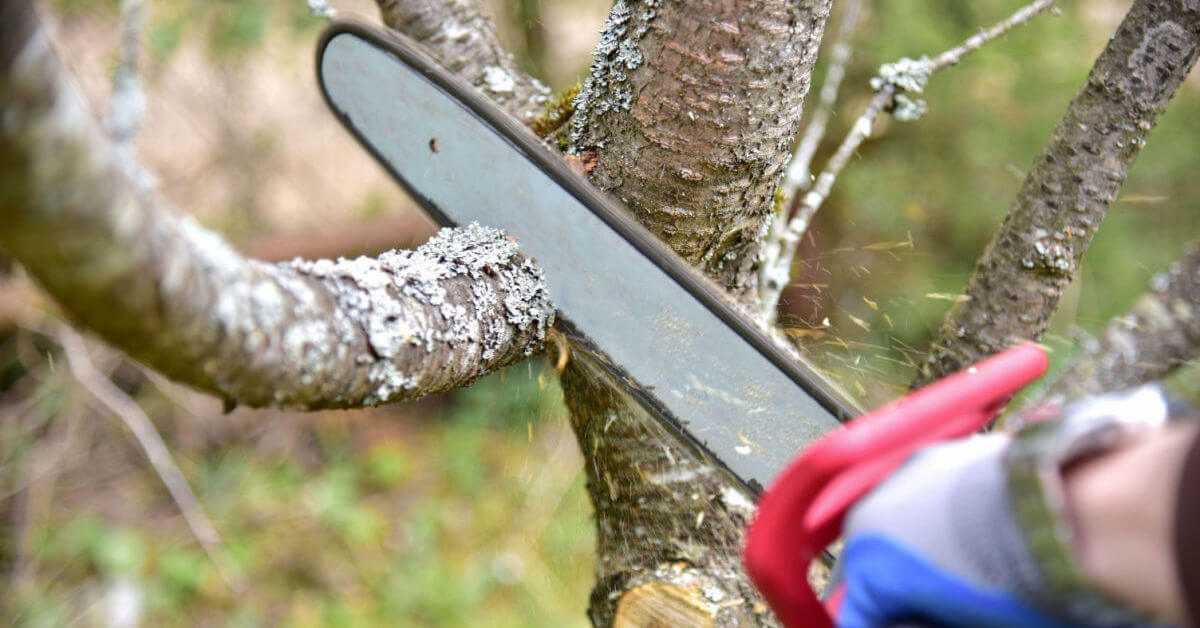 Pruning Services | Strobert Tree Services