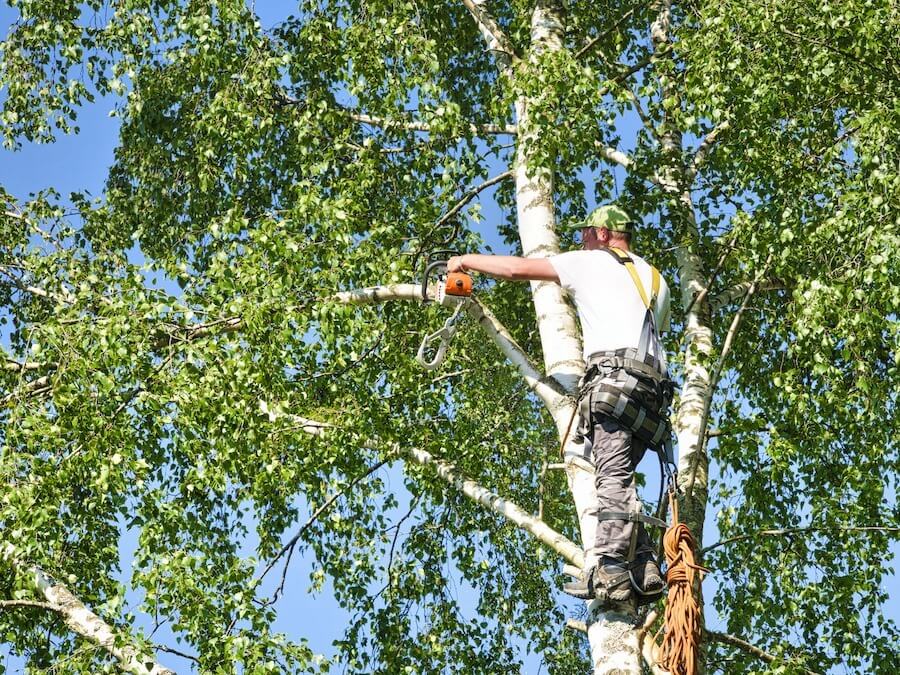 Tree Pruning the Year Round | Strobert Tree Services