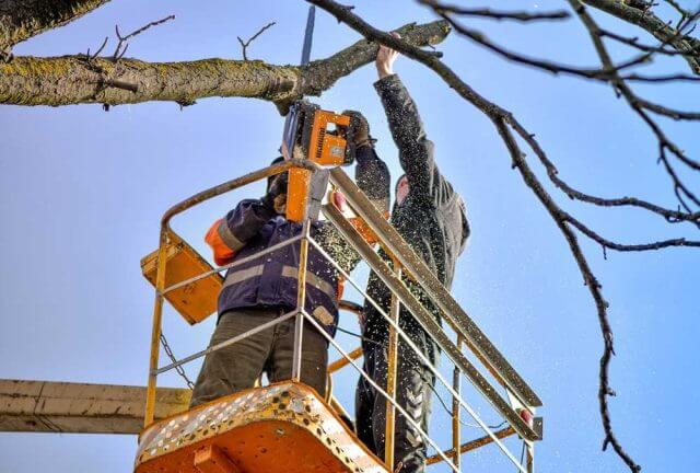 The Pruning Season Is Almost Here | Strobert Tree Services