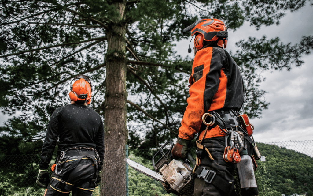 How a Certified Arborist Can Help You Maintain Healthy Trees | Strobert Tree Services