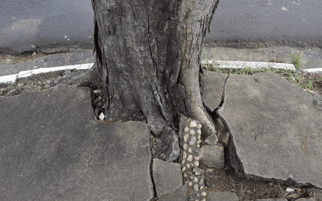 The Impact of Tree Roots on Your Home: What You Need to Know | Strobert ...