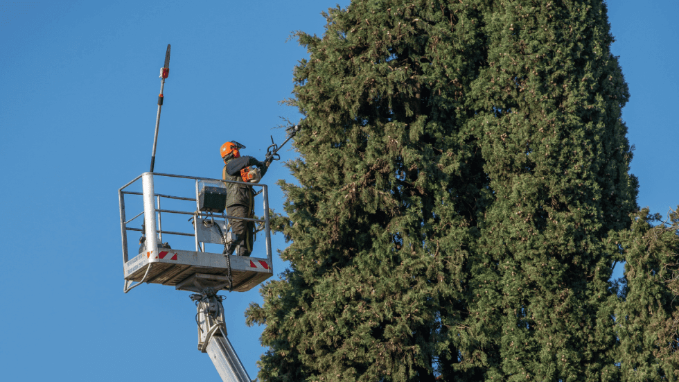 Tree Trimming and Shrub Pruning: A Guide for Homeowners | Strobert Tree ...