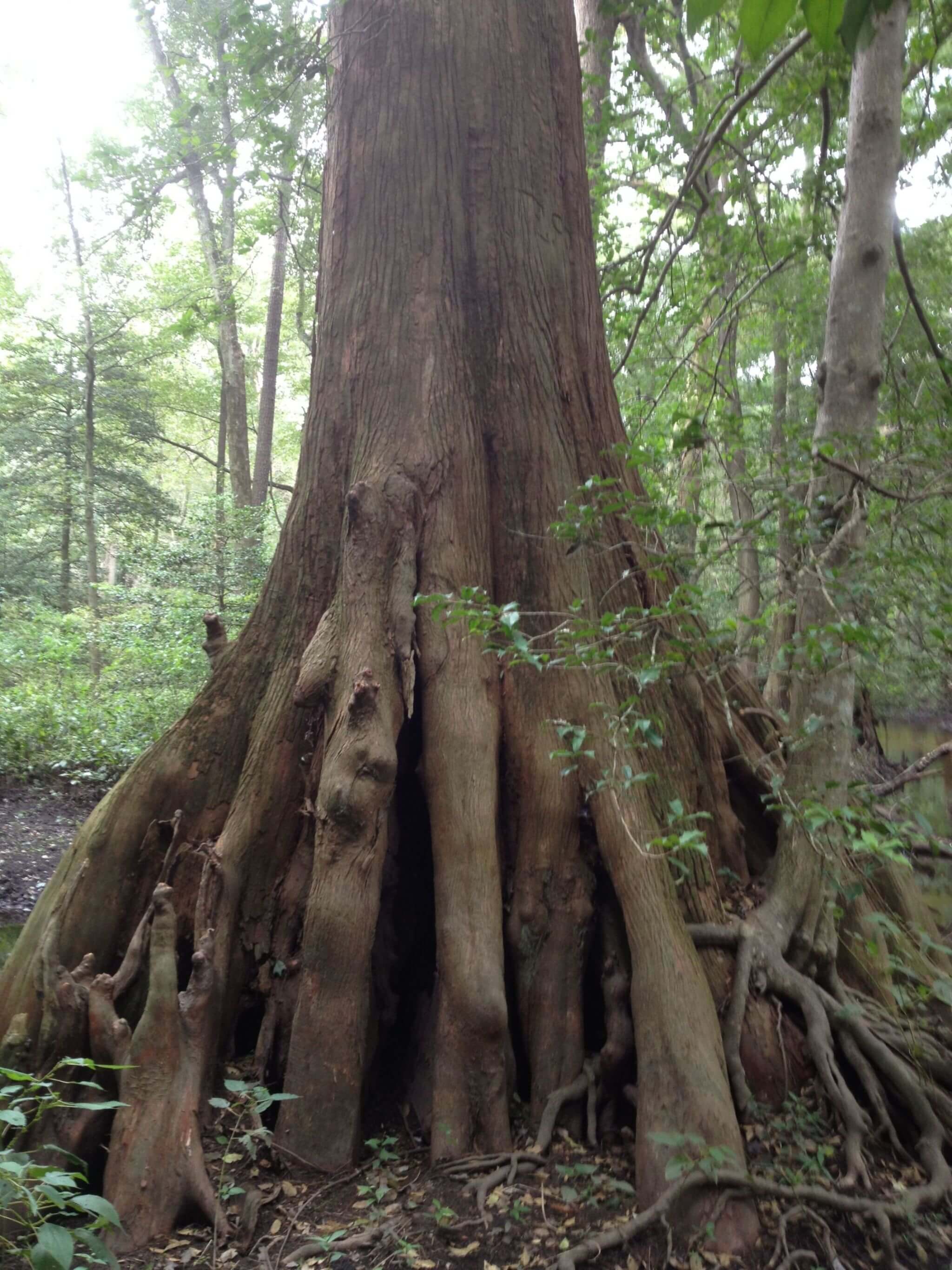 Delaware’s Trees: A Treasure to be Protected | Strobert Tree Services