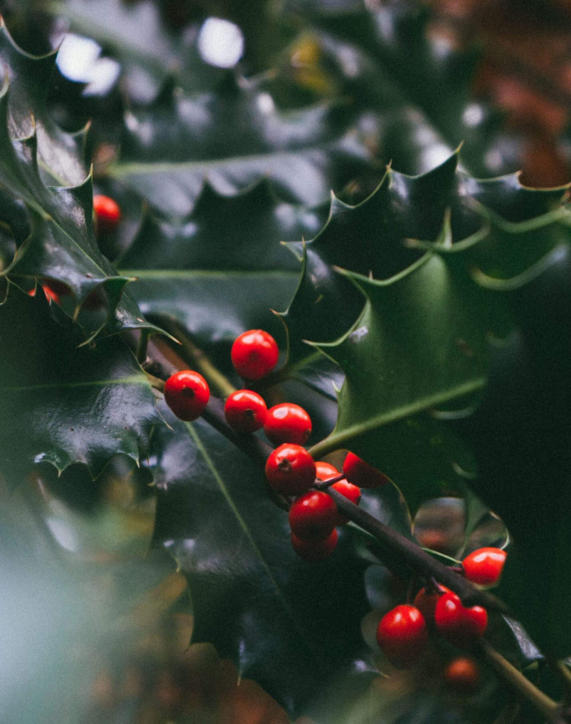 Delaware’s Trees: A Treasure to be Protected | Strobert Tree Services