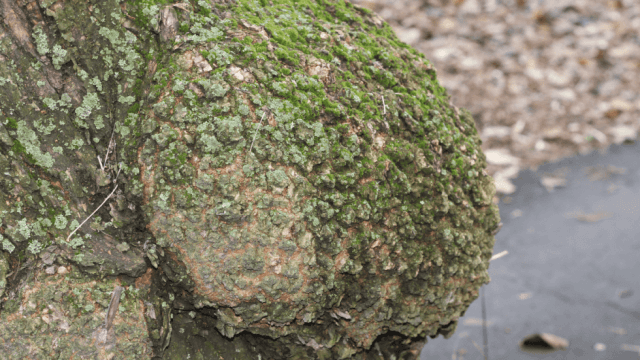 The Top 5 Tree Diseases and How to Prevent Them | Strobert Tree Services