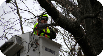 Rehoboth Beach Tree Service | Strobert Tree Services