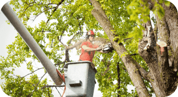 Hockessin, DE Tree Service - Tree Removal, Trimming & More