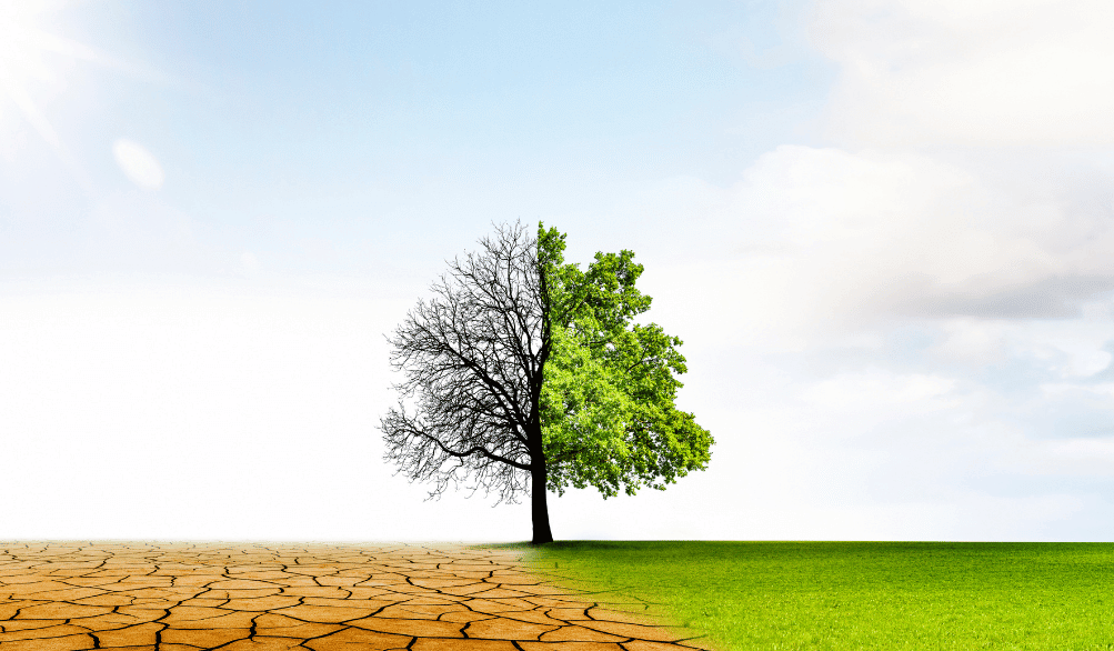 Battling Drought: How to Protect Your Trees with Strobert Tree Services