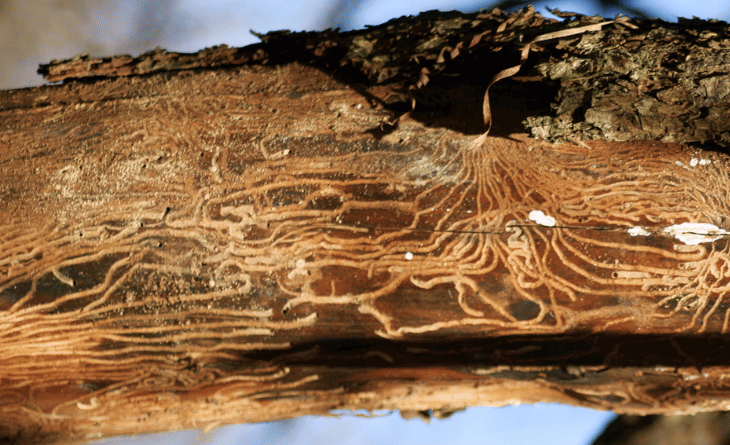 The Stress Impact of Pests on Your Trees: Protecting Your Arboraceous ...