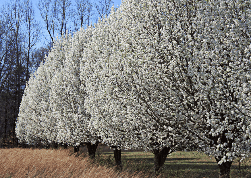 Bradford Pear Tree Trimming Tips | Strobert Tree Services