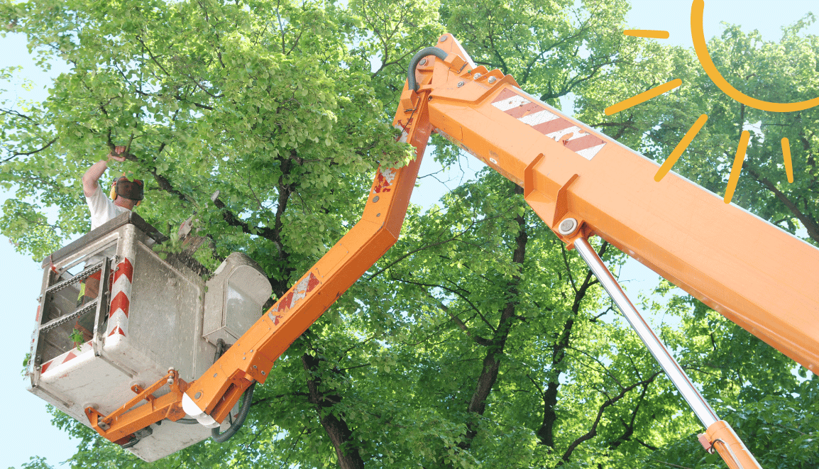 Can Trees be Pruned in Summer? | Strobert Tree Services