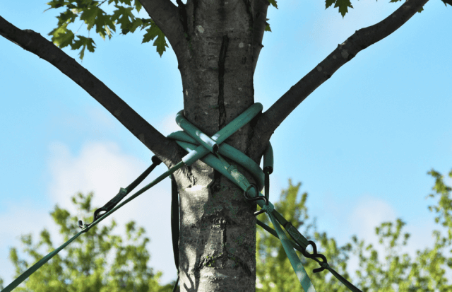 Tree Bracing Techniques | Strobert Tree Services