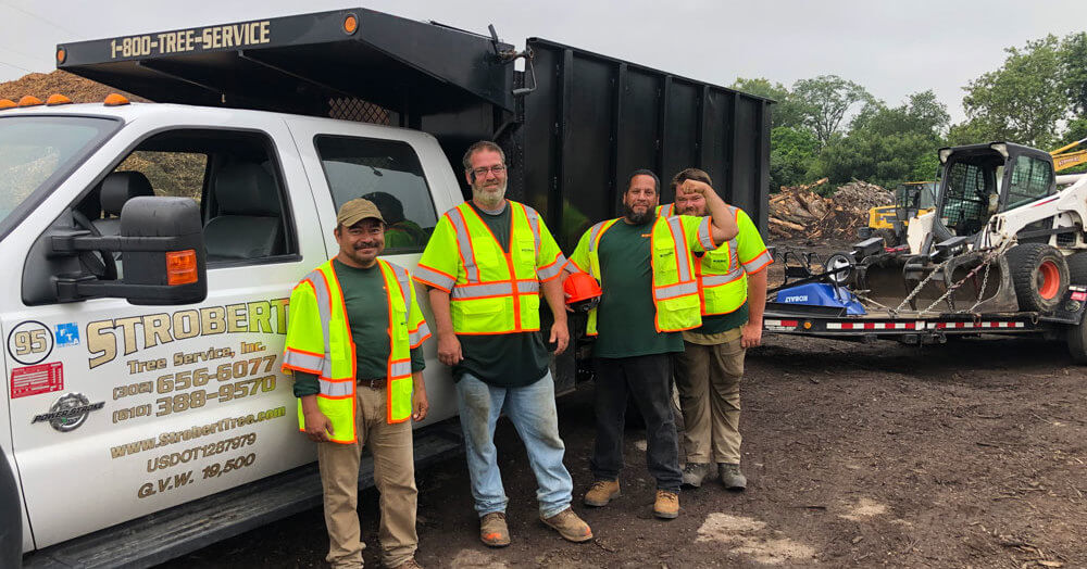 Tree Service in Georgetown, DE - Removal, Trimming & More