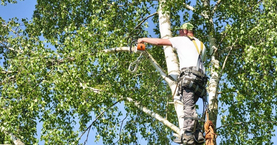 Bryn Mawr Pennsylvania | Strobert Tree Services