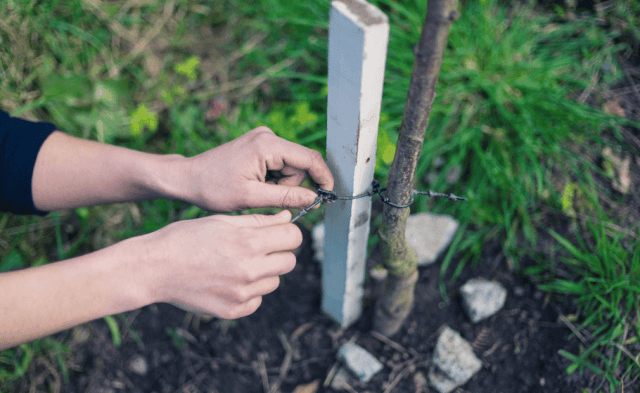 How to Stake a Tree for Windstorm Protection | Strobert Tree Services