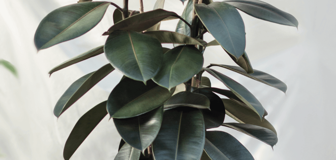 How To Care for a Rubber Tree (Ficus Elastica) | Strobert Tree Services
