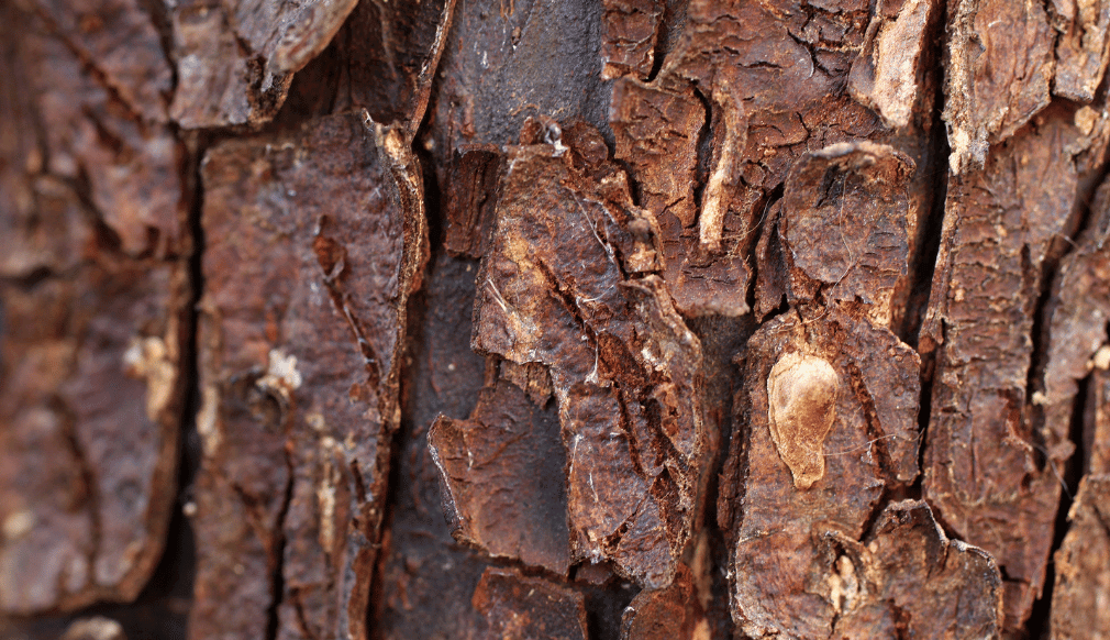 Heat Stress on Trees | Strobert Tree Services