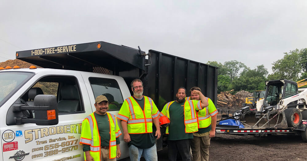Tree Trimming Services | Strobert Tree Services