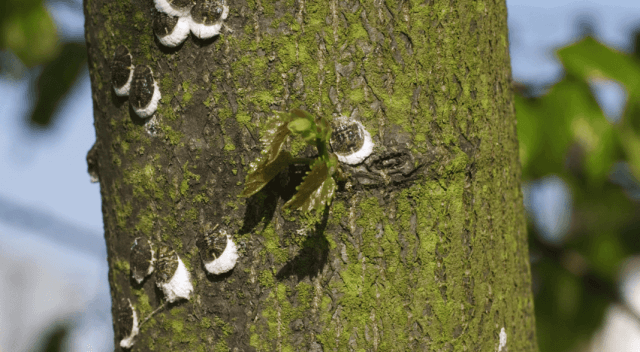 How to Get Rid of Scale on Trees | Strobert Tree Services