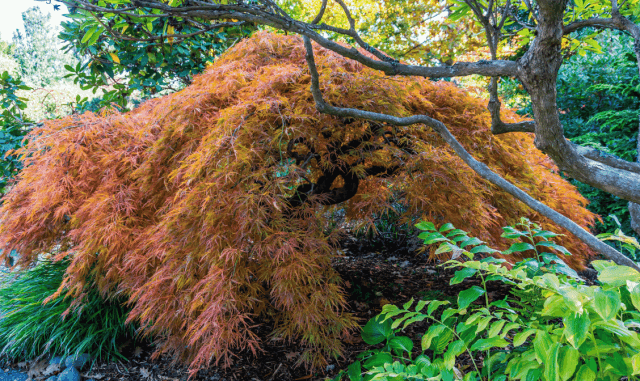 Pruning a Japanese Maple | Strobert Tree Services