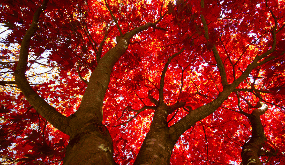 When to Trim Maple Trees | Strobert Tree Services