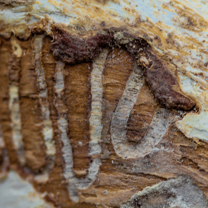 Emerald Ash Borer Signs | Strobert Tree Services