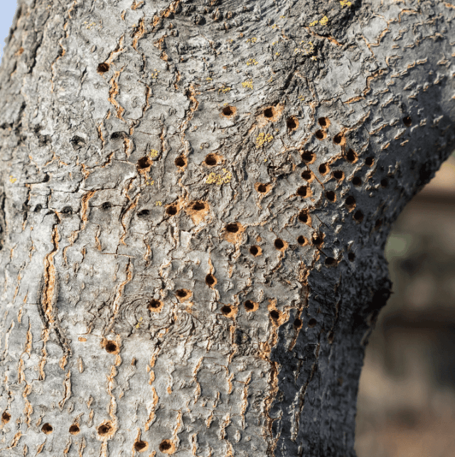 Emerald Ash Borer Signs | Strobert Tree Services