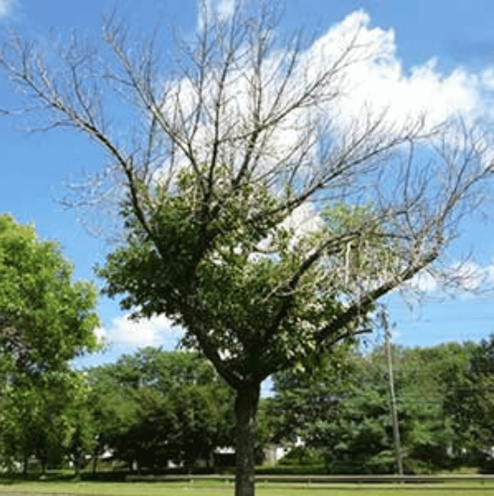 Emerald Ash Borer Signs | Strobert Tree Services
