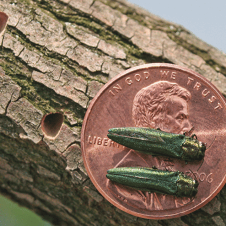 Emerald Ash Borer Signs | Strobert Tree Services