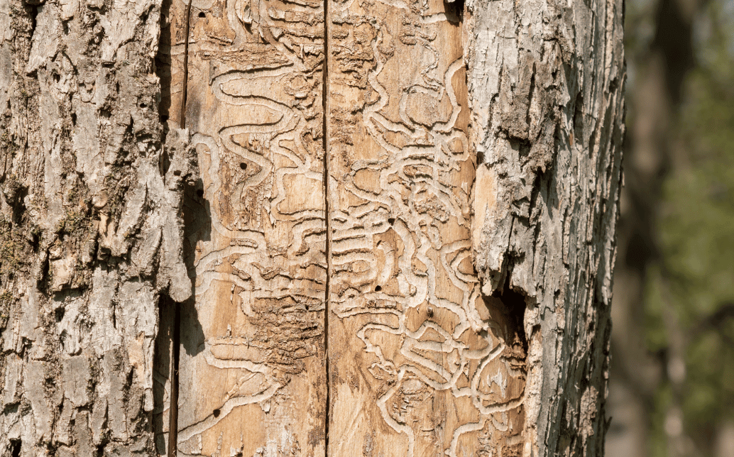 Emerald Ash Borer Signs | Strobert Tree Services
