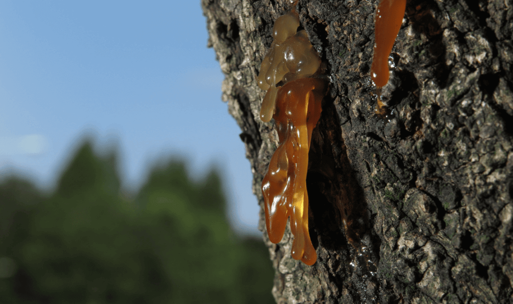 Sticky Liquid Oozing Out of Trees | Strobert Tree Services