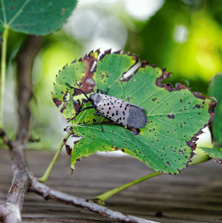 How to Get Rid of Spotted Lanternfly | Strobert Tree Services