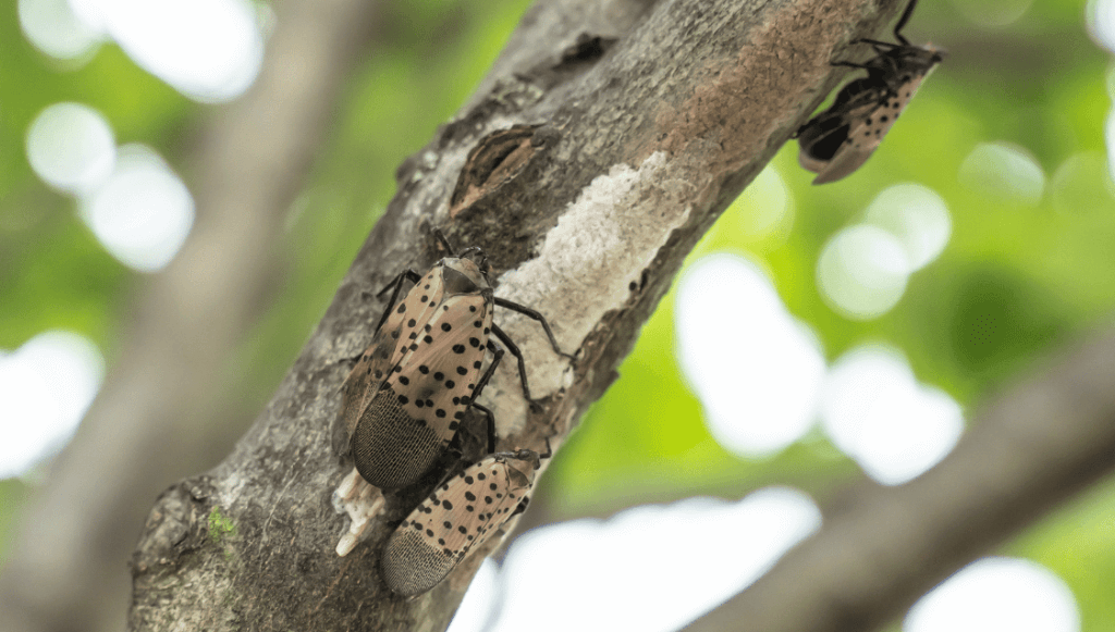 How to Get Rid of Spotted Lanternfly | Strobert Tree Services