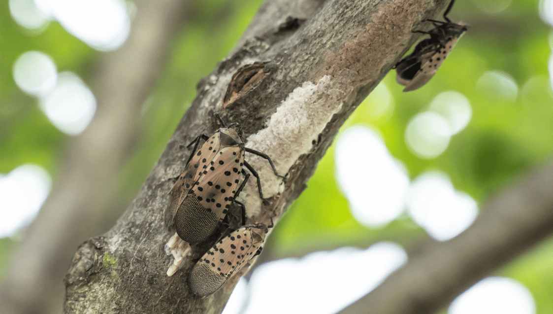 How to Get Rid of Spotted Lanternfly | Strobert Tree Services