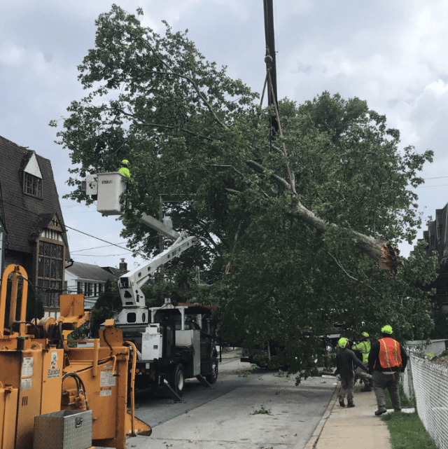 New Castle Tree Services | Strobert Tree Services
