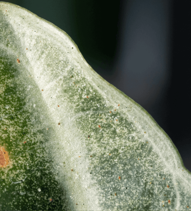 Early Signs of Spider Mites | Strobert Tree Services