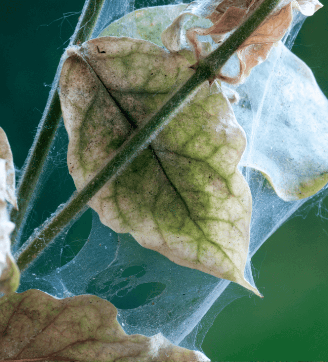 Early Signs of Spider Mites | Strobert Tree Services